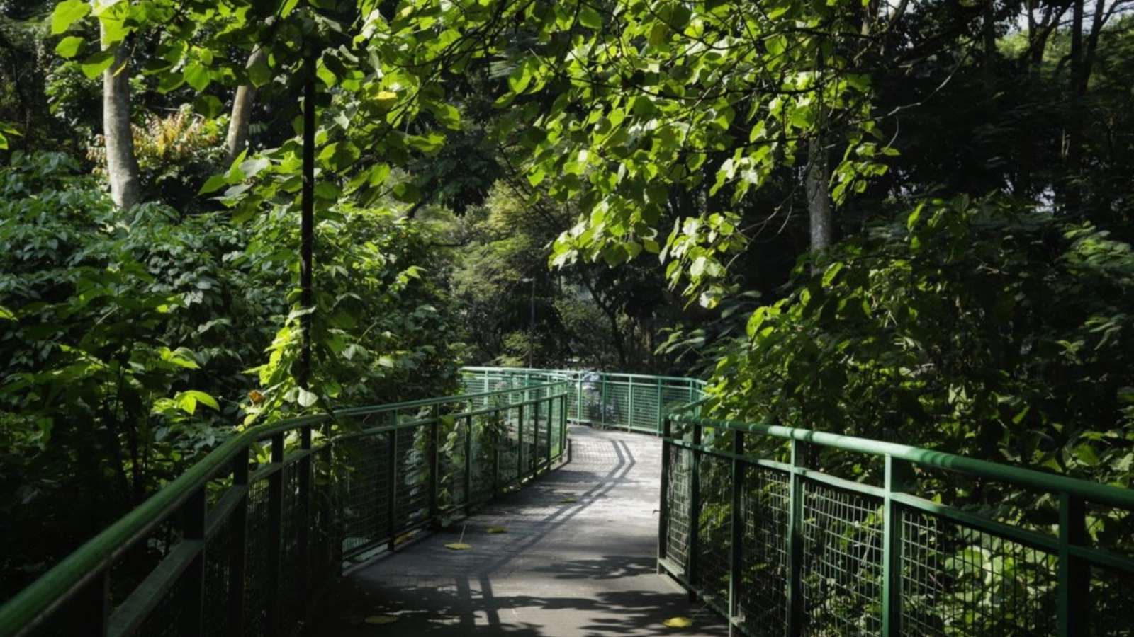 Learn Flora Fauna and Adventure in the City Forest