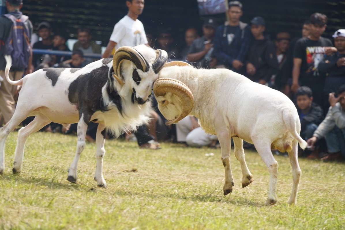 Garut Sheep Art Projected to Become an Annual Event in Garut Regency